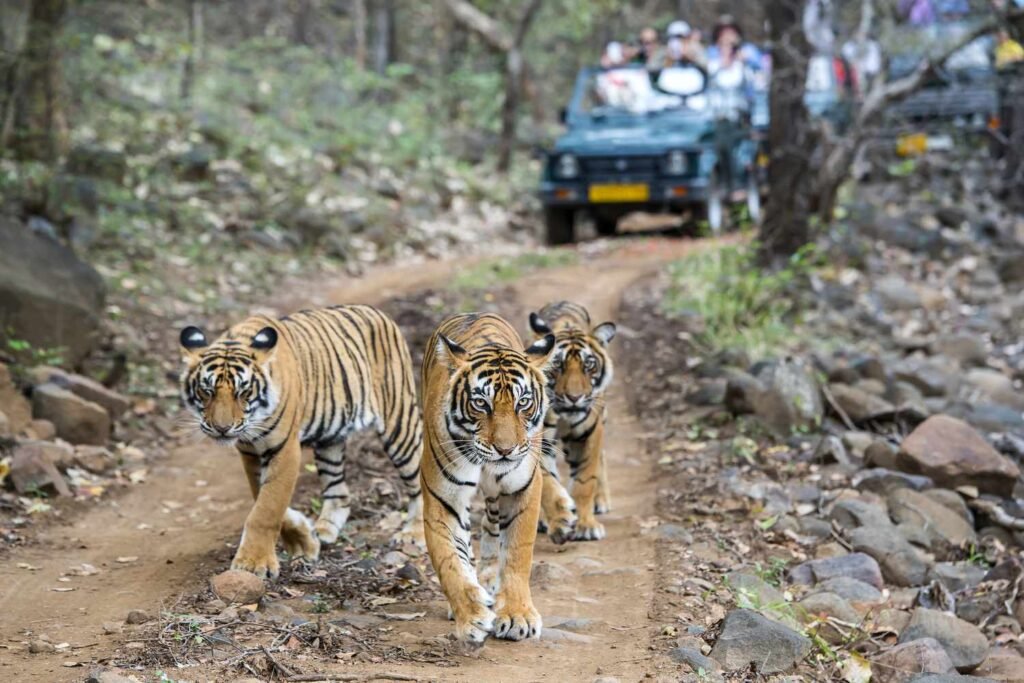 Best Time for Ranthambore Wildlife Jungle Safari – The Route of Rajasthan